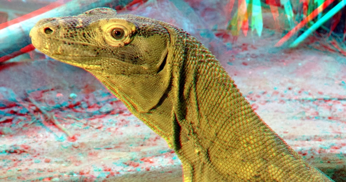 Fieggentrio: Komodo-varaan.
