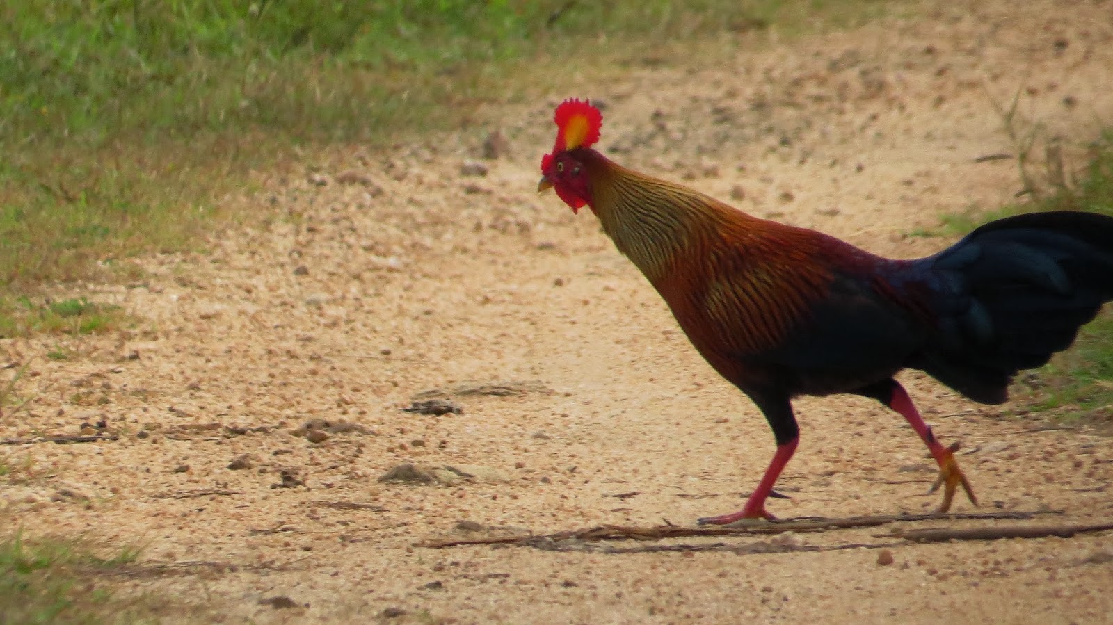 Safari Sri Lanka: Sri Lankan Jungle Fowl - National Bird of Sri Lanka ...