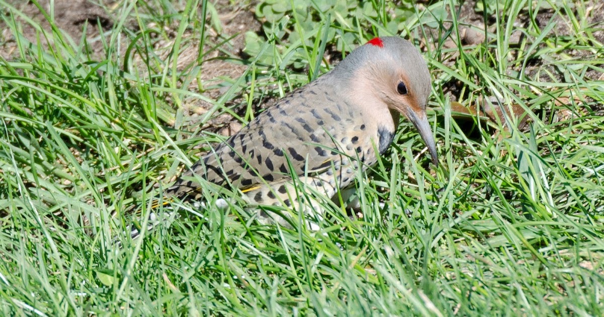 Urban Wildlife Guide: More Flickers