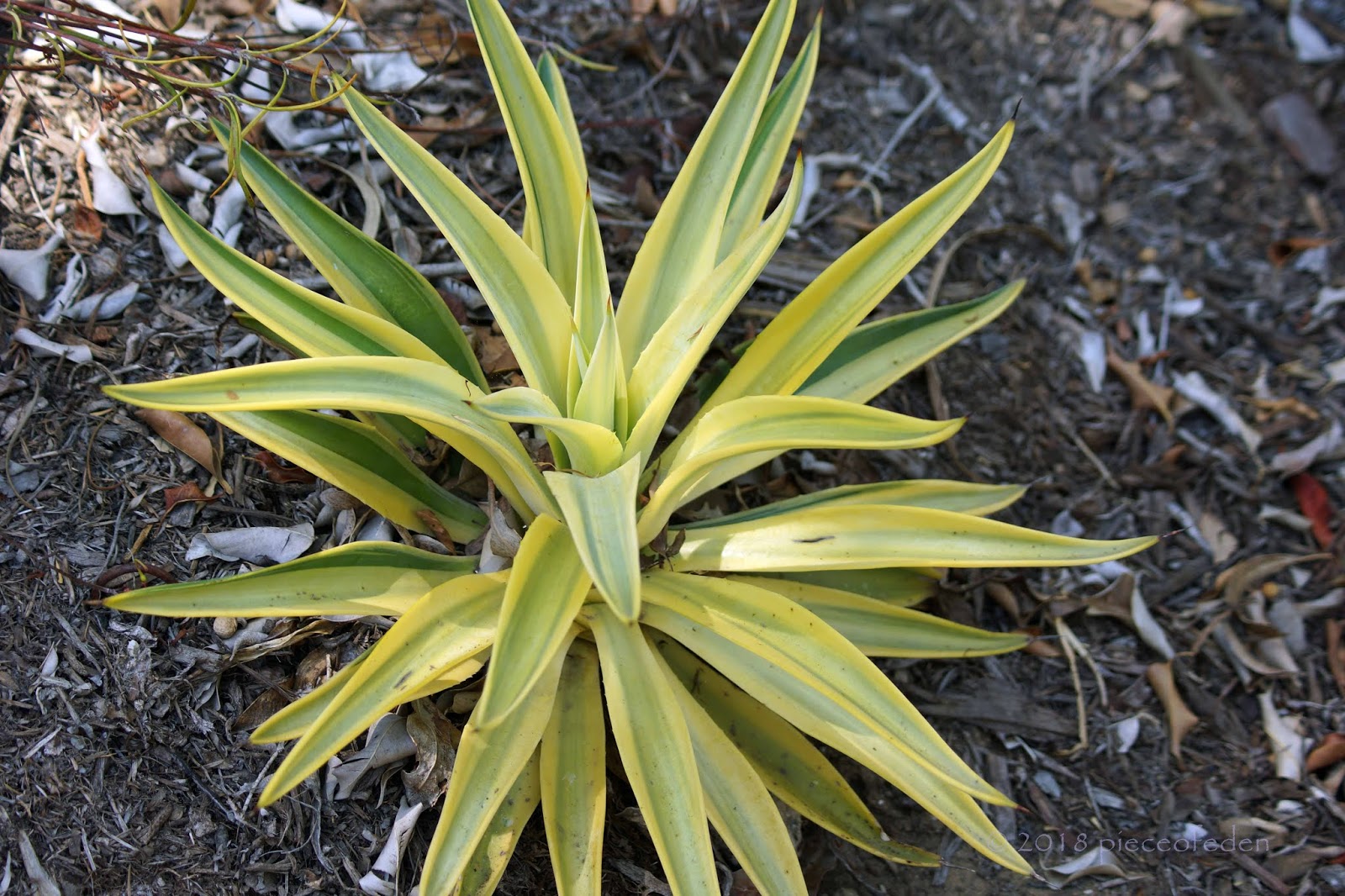 All The Agaves 2018 Edition