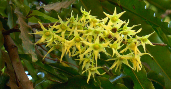 Ciri Ciri Pohon Glodokan Tiang (Polyalthia longifolia) Di Alam Liar ...