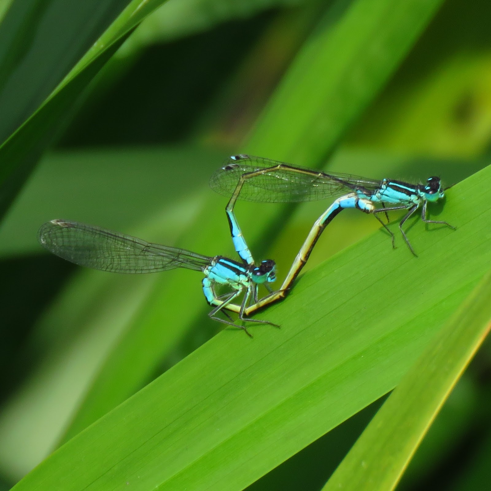 BugBlog: Hull Dragons 2020: July summary