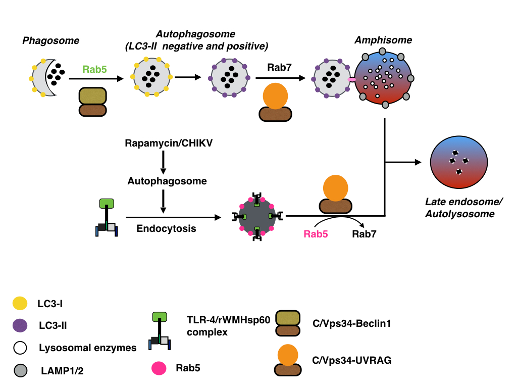 Virology tidbits: Arboviruses and co-infections with bacteria: CHIKV ...