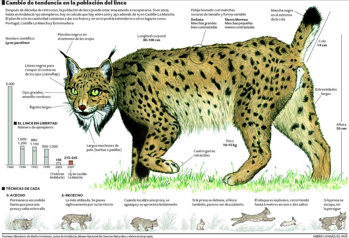 CMC: El Lince ibérico