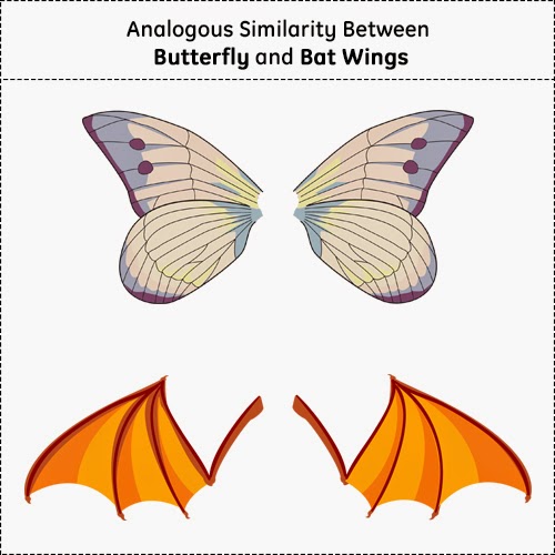 Blondieblog Analogy Homology Assignment Blondieblog Analogy Homology Assignment