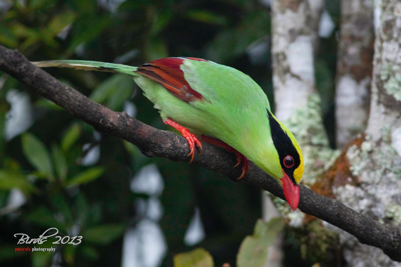 My Birds Photography: Common Green Magpie (Cissa chinensis)
