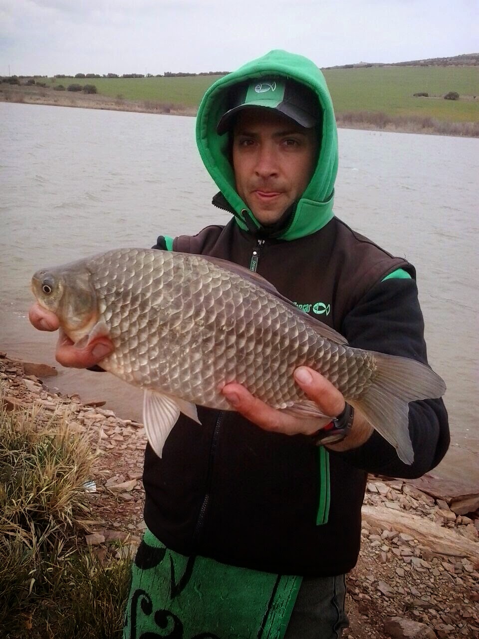 El enorme carpín o tontón. ¿Híbrido de carpa y carpín?