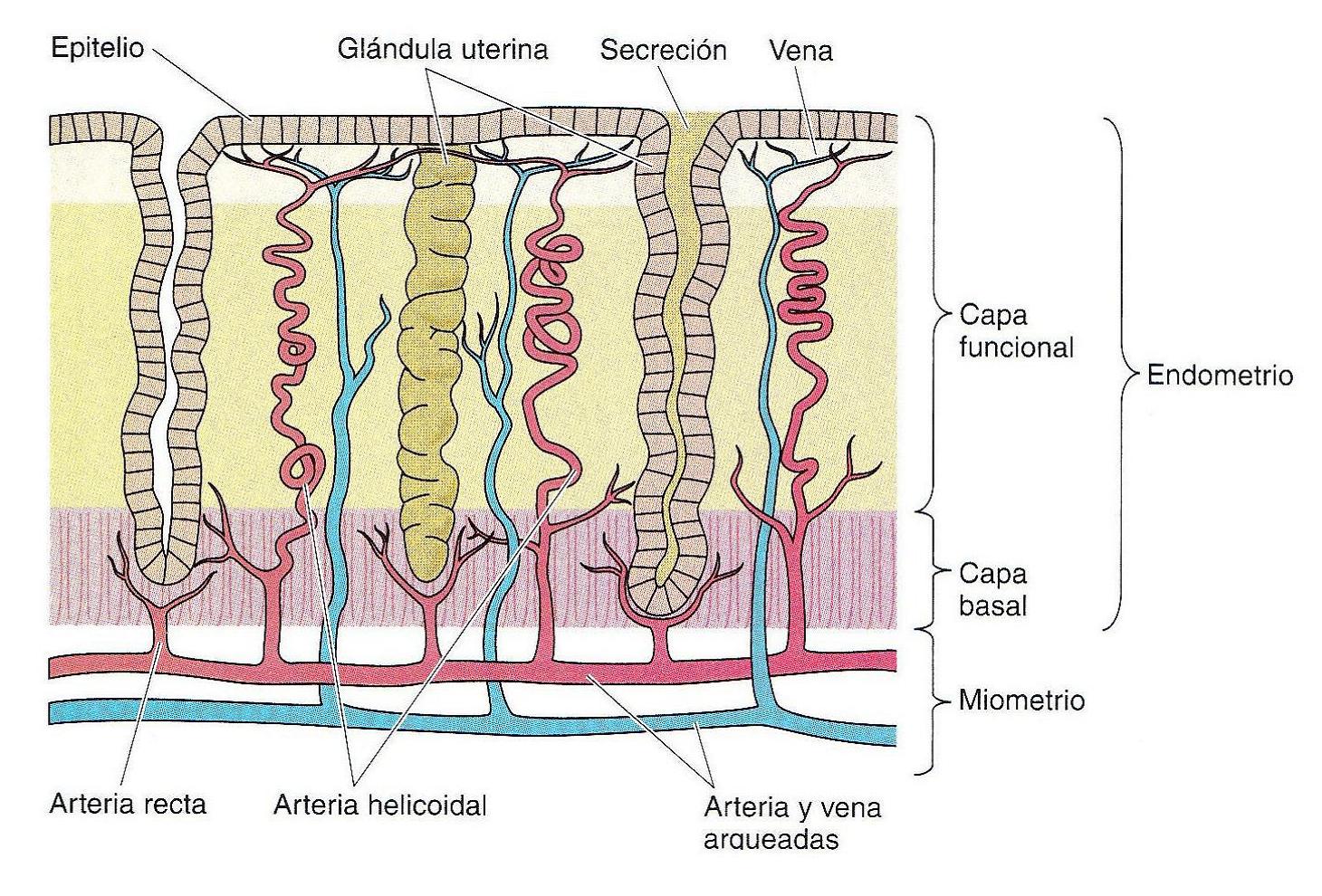 HISTOLOGÍA y EMBRIOLOGÍA HUMANA Barragán: mayo 2012