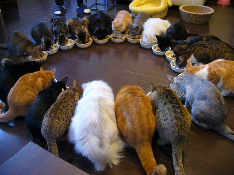 21 Cats having lunch | Funny Cat Pictures