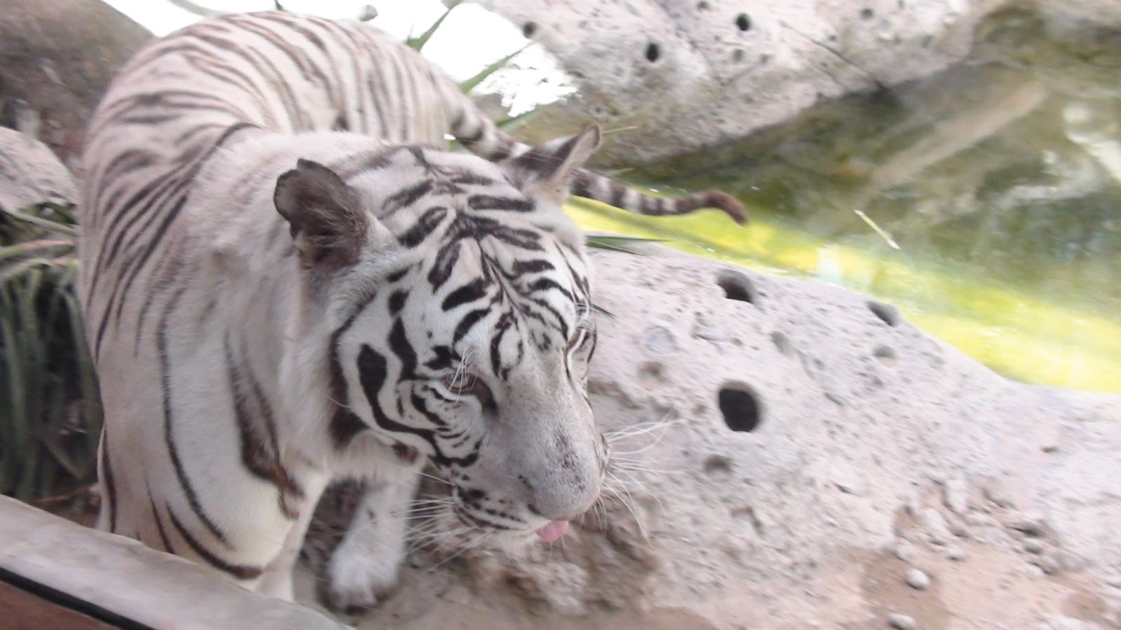 Minu reisid planeedil maa kuni tänaseni: Valge tiiger ja teised loomad