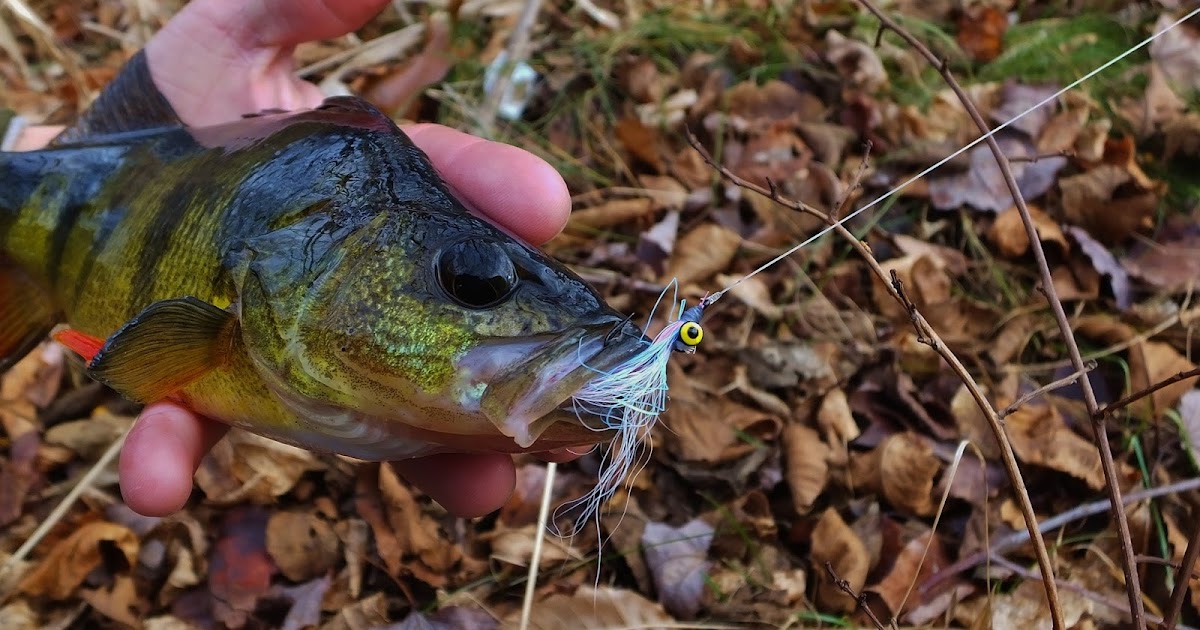Connecticut Fly Angler: Cotton Candy Mondo Perch