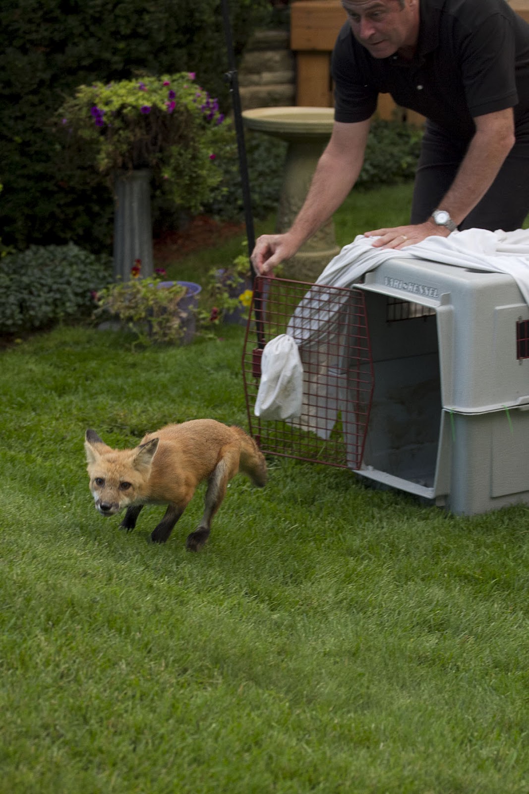 Ann Brokelman Photography: Red Fox - Treatment for Mange - Release a ...