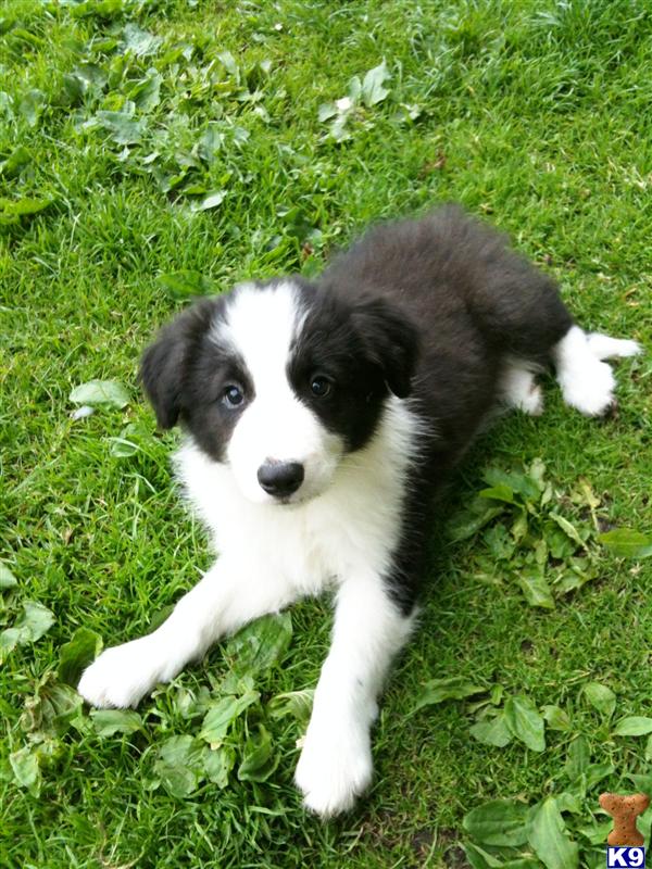 Puppy Breeds Pictures and Information