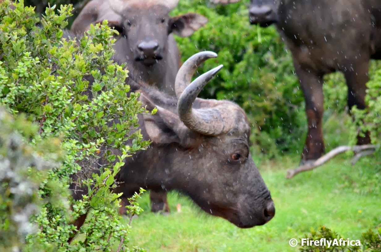 Port Elizabeth Daily Photo: Buffalo in the rain