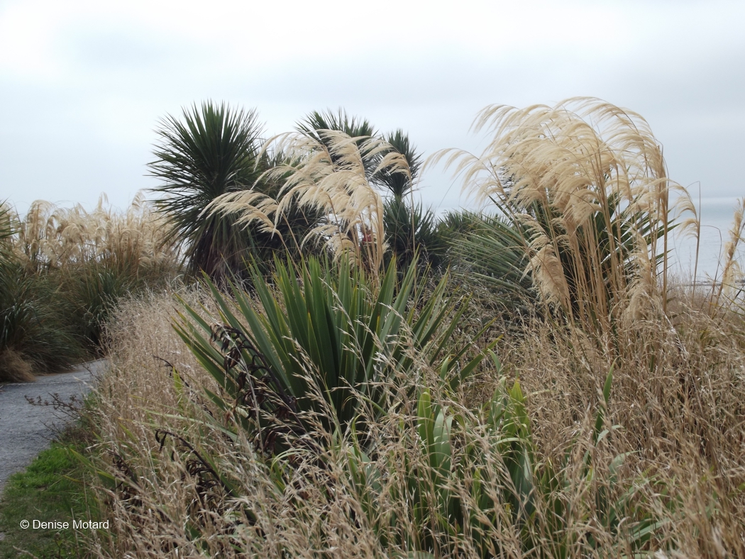 MORE INTERESTING PLANTS IN NEW ZEALAND