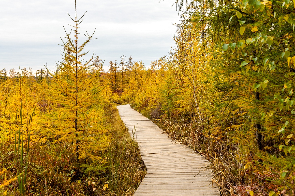 Bitstop: Mer Bleue Bog Trail