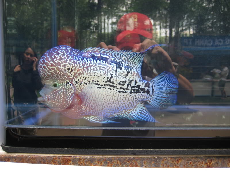 Flowerhorn The Hybrid Cichlids: King Kamfa - Vietnam hottest fh