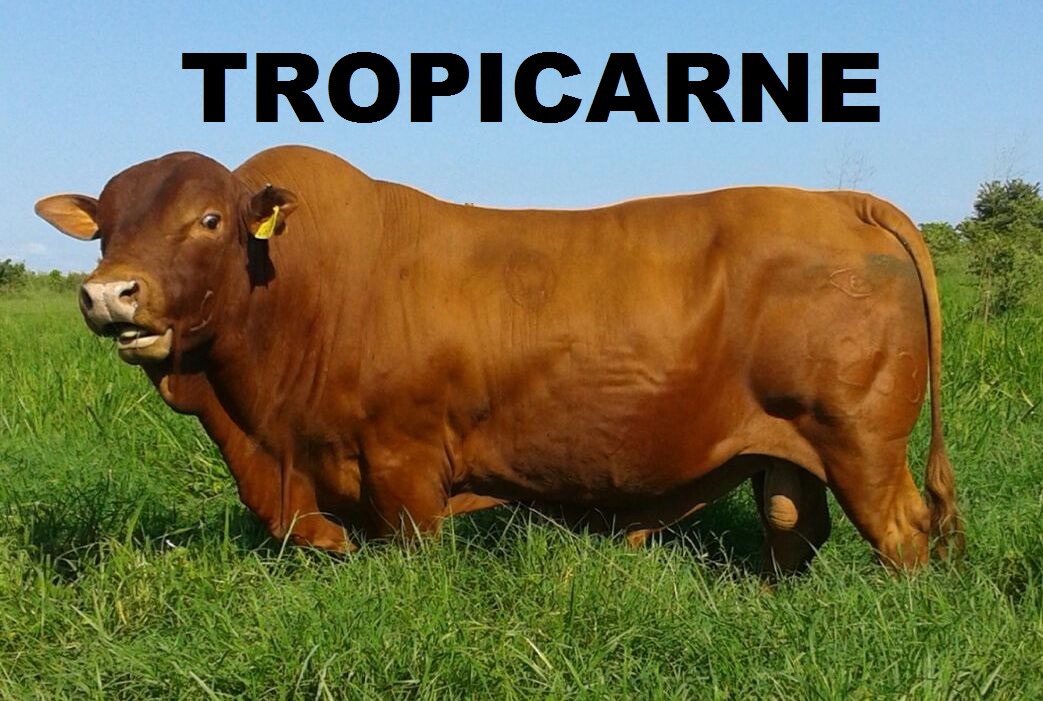 TROPICARNE: Primera Raza Bovina Mexicana