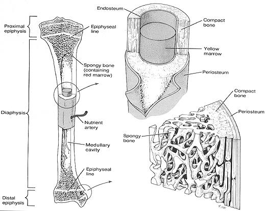Textos sobre fisiopatologia: FISIOPATOLOGIA DOS OSSOSxxxx