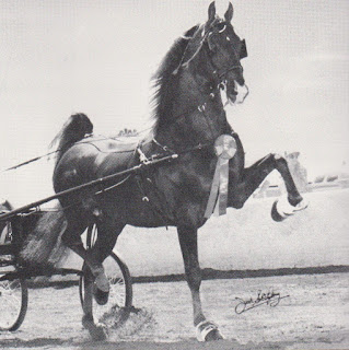 The American Saddlebred: 8/1/18 Genius Bourbon King and his remarkable sons