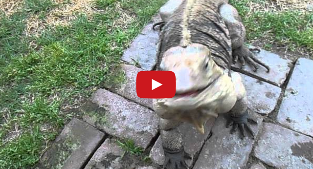 Huge Lizard Greets Man Like a Dog