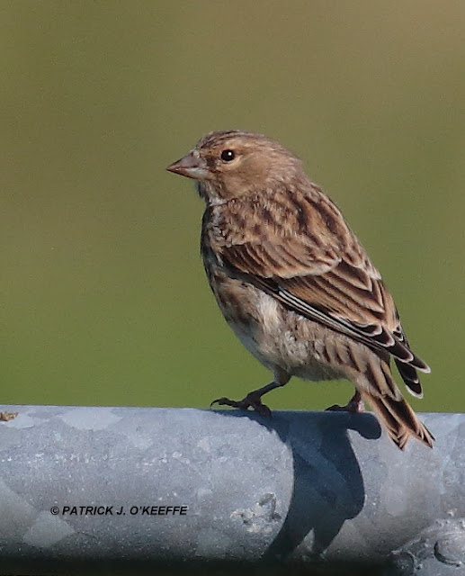 Raw Birds: COMMON LINNET (Linaria cannabina) Blacksod Village, Mullet ...