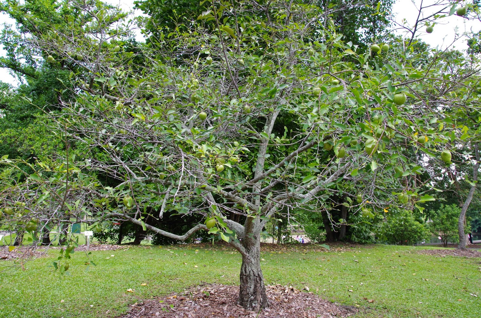 Trees and Plants: Monkey Apple