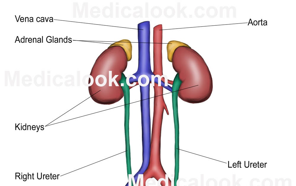 Hadijah Menulis: URETER