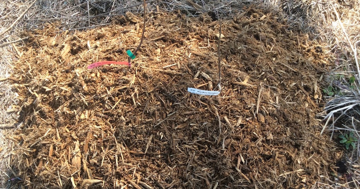 Bees and Apples: No-Dig Planting Technique