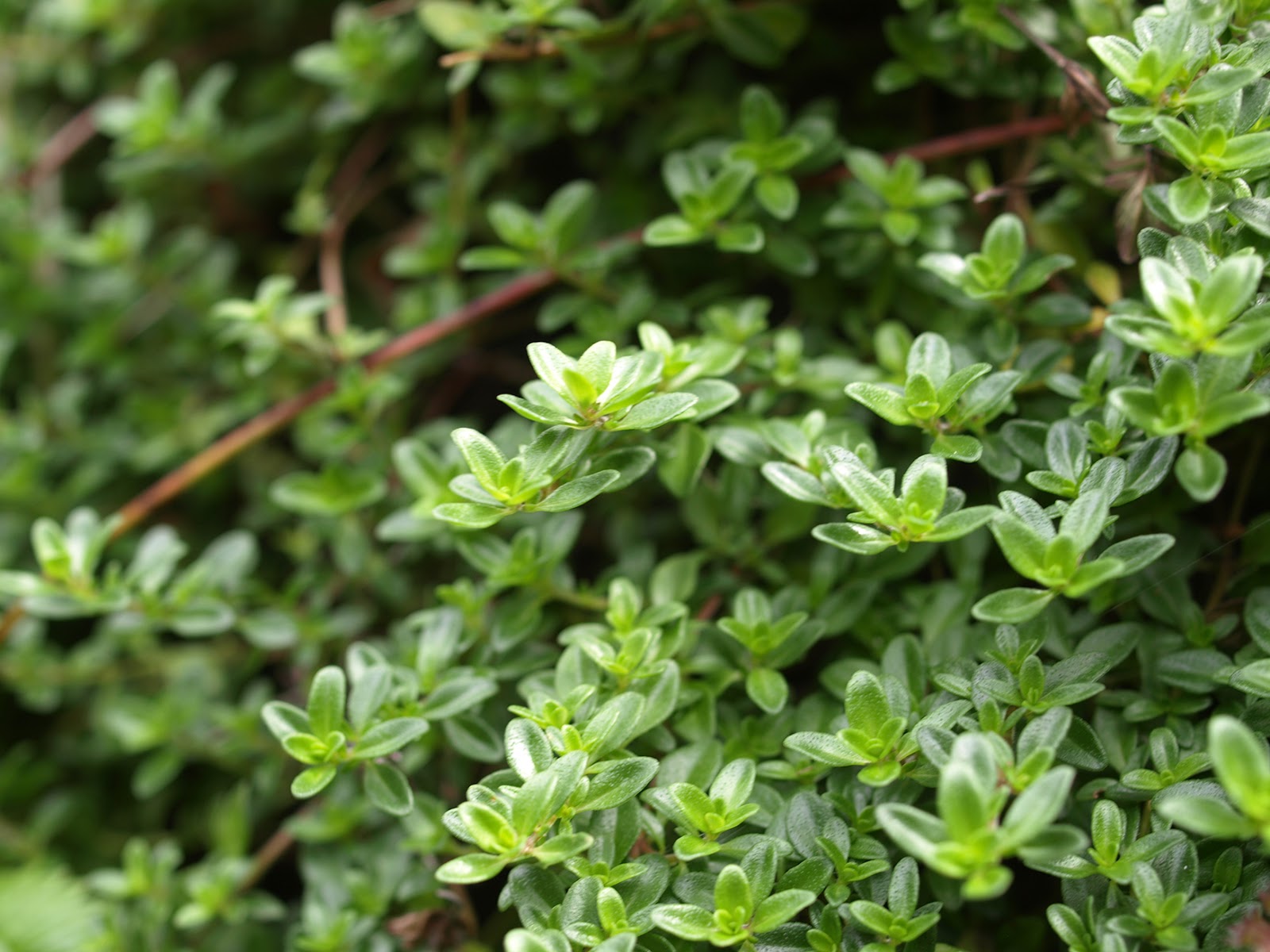 Vilt og vakkert: Timian er ikke bare timian