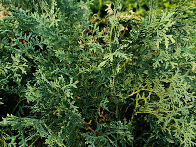 Future Plants by Randy Stewart: Thuja - Arborvitaes