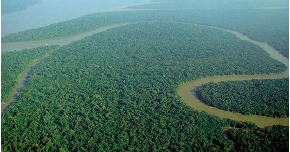 Los bosques, de sumidero a fuente de CO2 en unas décadas