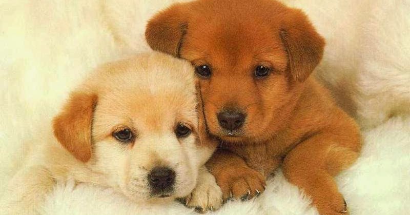 Top Tips For Raising A Healthy Puppy