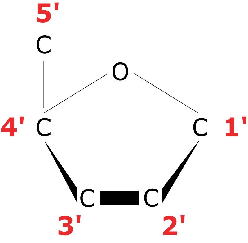 VDU's blog: DNA structure... a primer