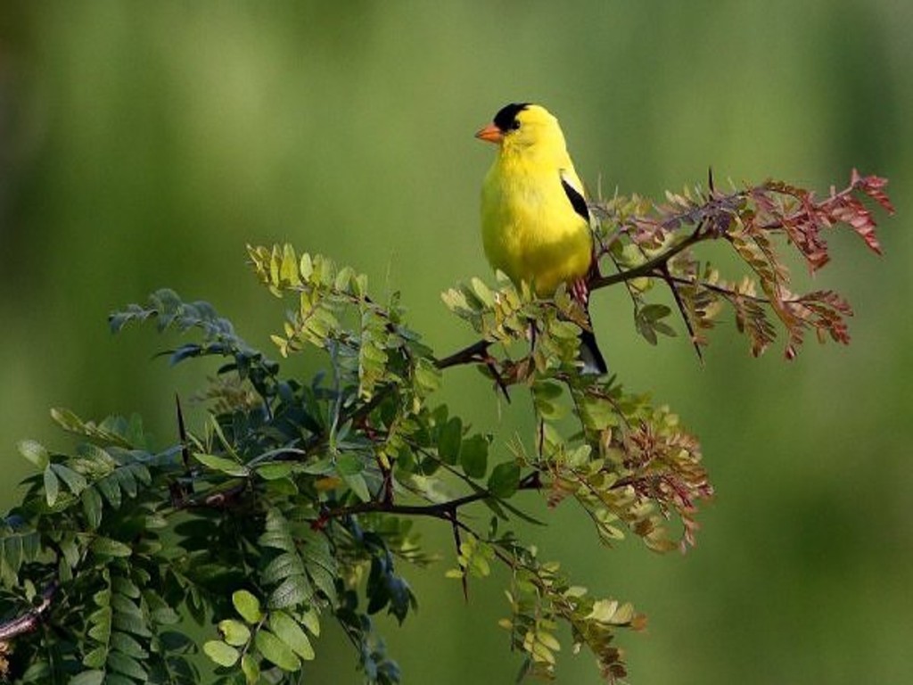 The Charmed Life: Yellow Birds of Spring on a (Nearly) Wordless Wednesday