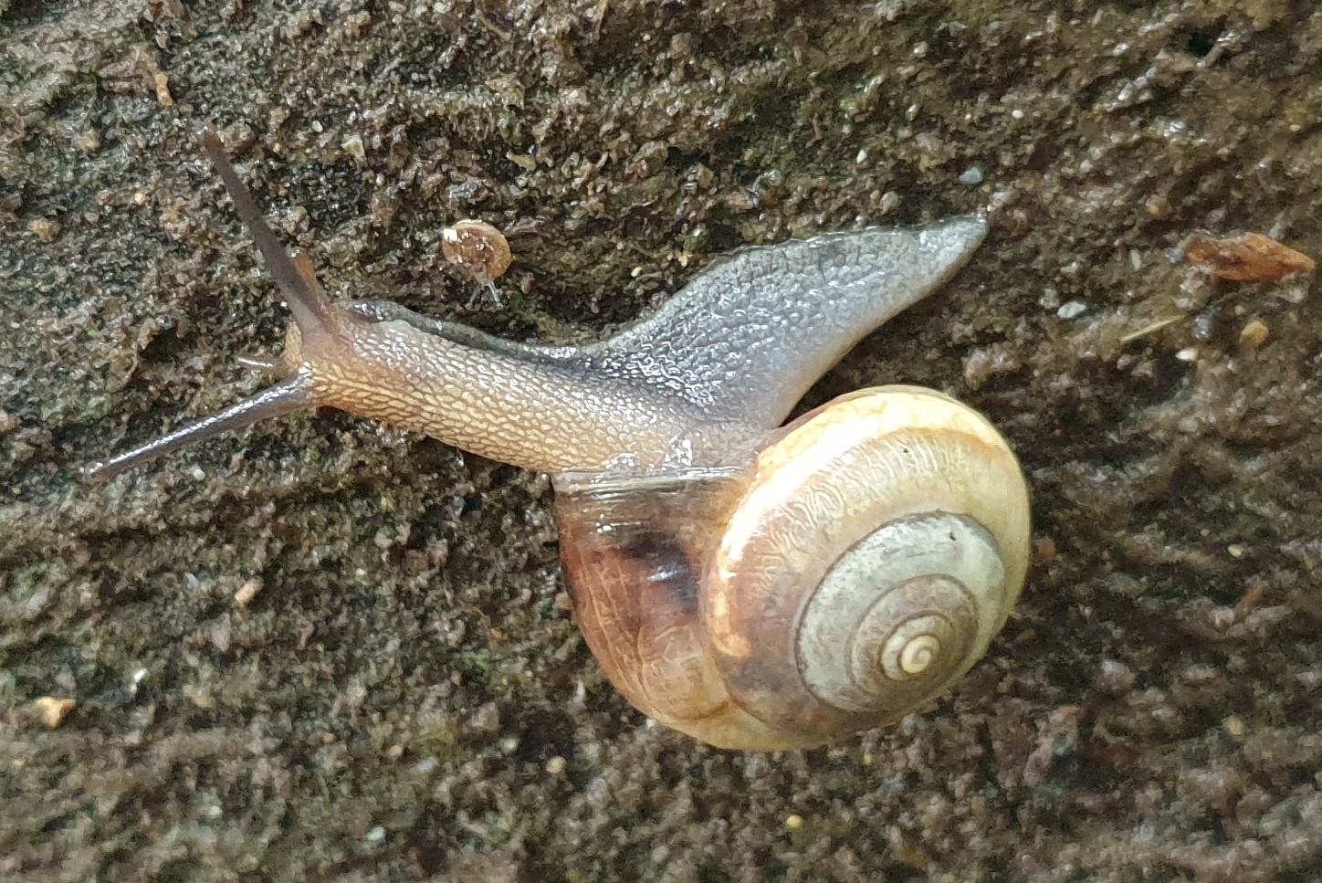 BlueEyedBirder.com: Green Urban Birding: The Ranscombe Loop: 18th June 2020