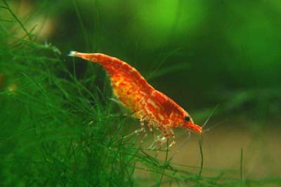 Akwa Legnica: Krewetki red cherry - fire red - sakura red - Neocaridina ...