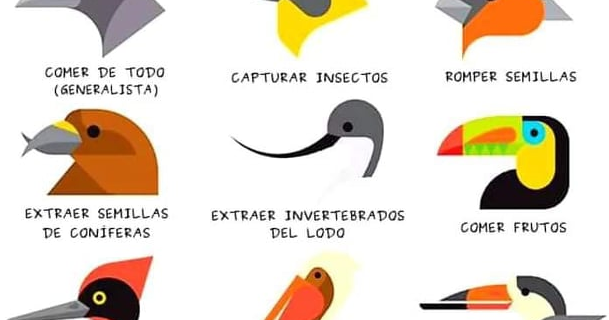 GAtos Sindicales: Aves: Para qué sirve cada tipo de pico