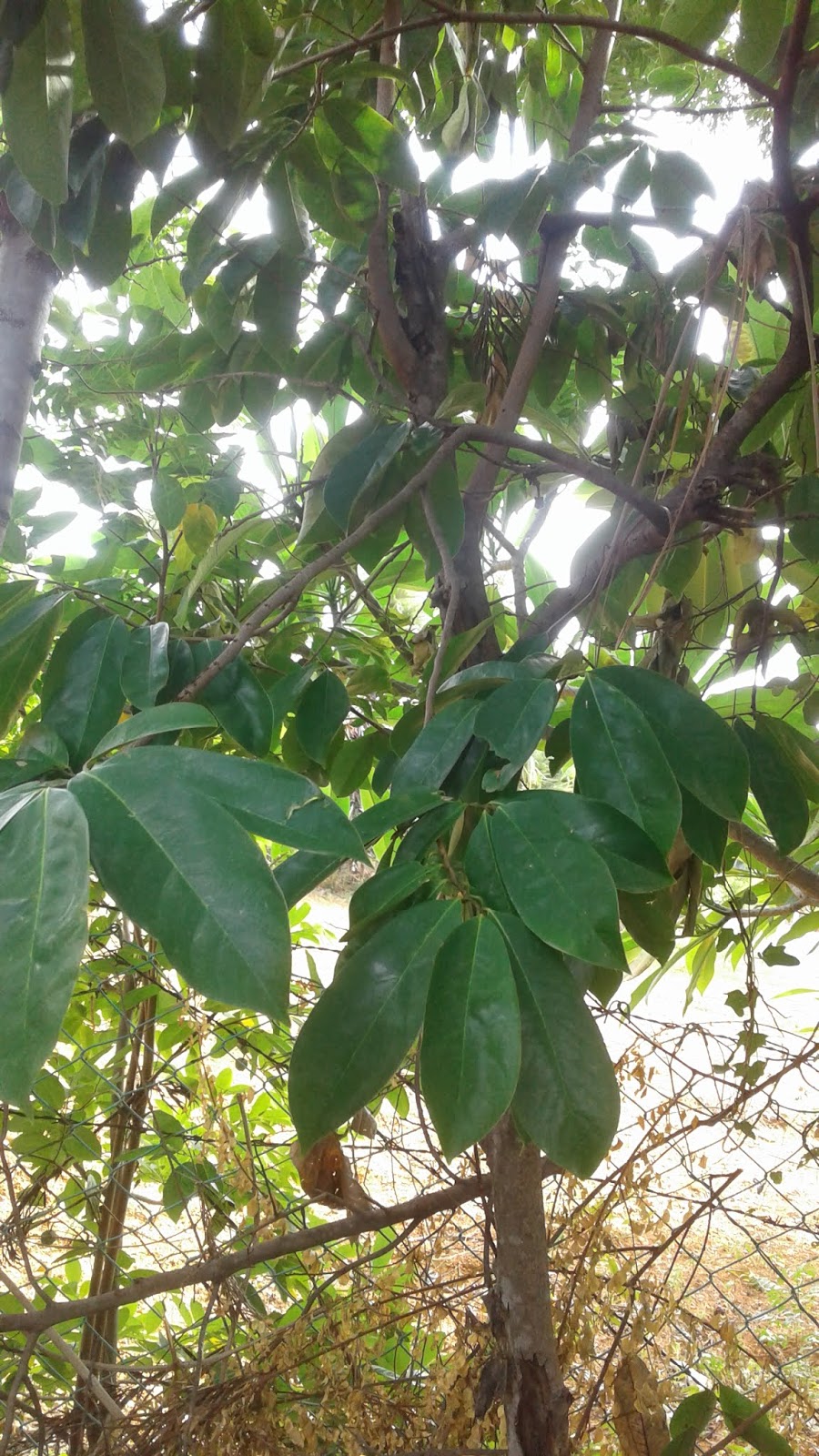 Gnanasuriabahavan Academy: முள்சீத்தா மருத்துவ பழ மரம் MULSEETHA HERBAL ...