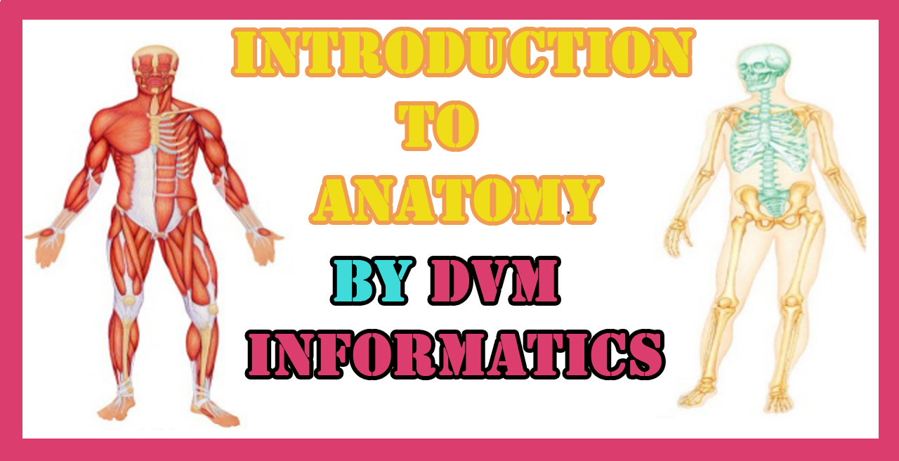 Introduction to Anatomy.