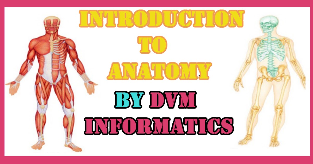 Introduction to Anatomy.