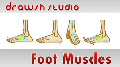 Drawsh: The Muscles of the Foot