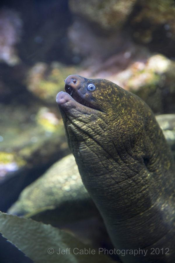 Jeff Cable's Blog: Photographing a party under water? Fun at the ...