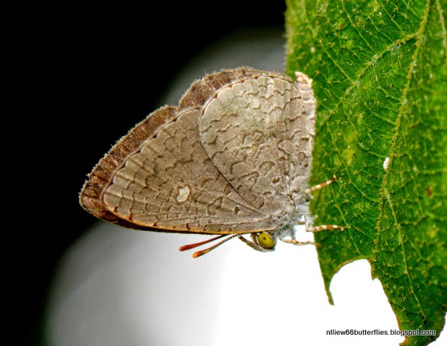 The Forested Path (and Beyond): BUTTERFLIES of RAUB: The Apefly ...
