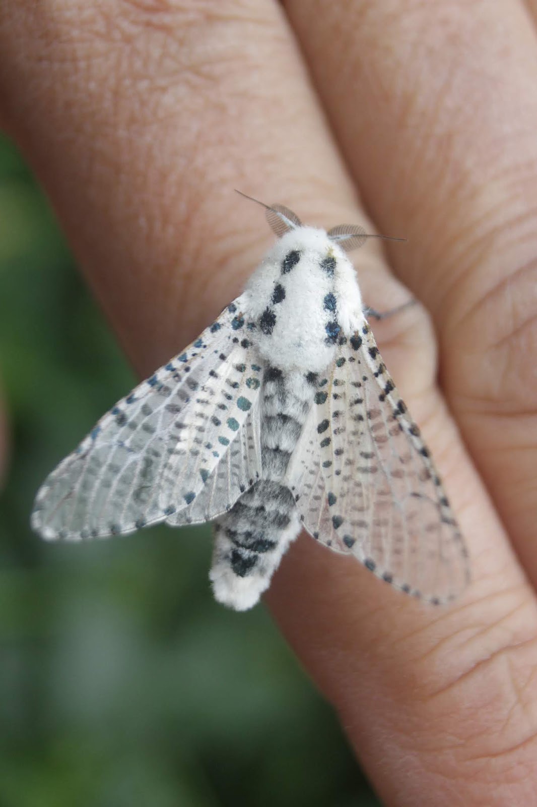 Non-Stop Birding: Leopard Moth, Beddington Farmlands