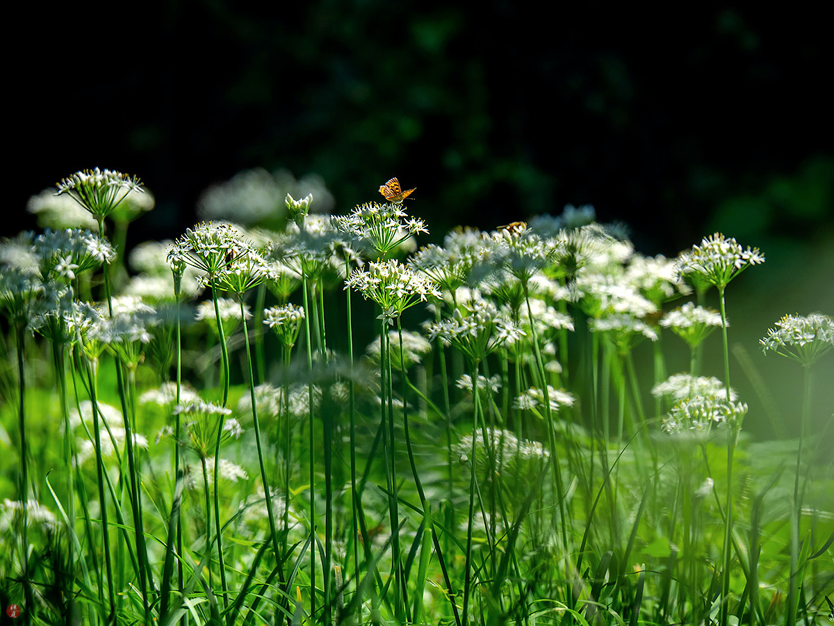 FROM THE GARDEN OF ZEN: Nira (Allium tuberosum) flowers: Kita-kamakura
