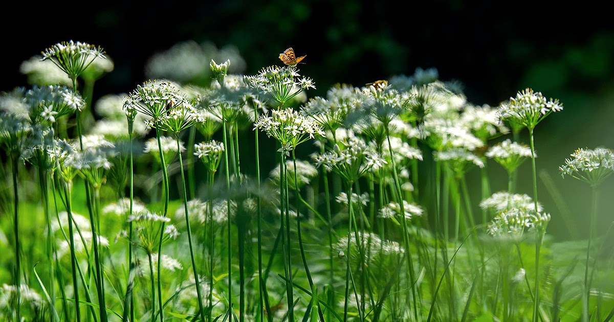 FROM THE GARDEN OF ZEN: Nira (Allium tuberosum) flowers: Kita-kamakura