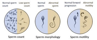Merokok jejas kualiti sperma ~ seribupilihan