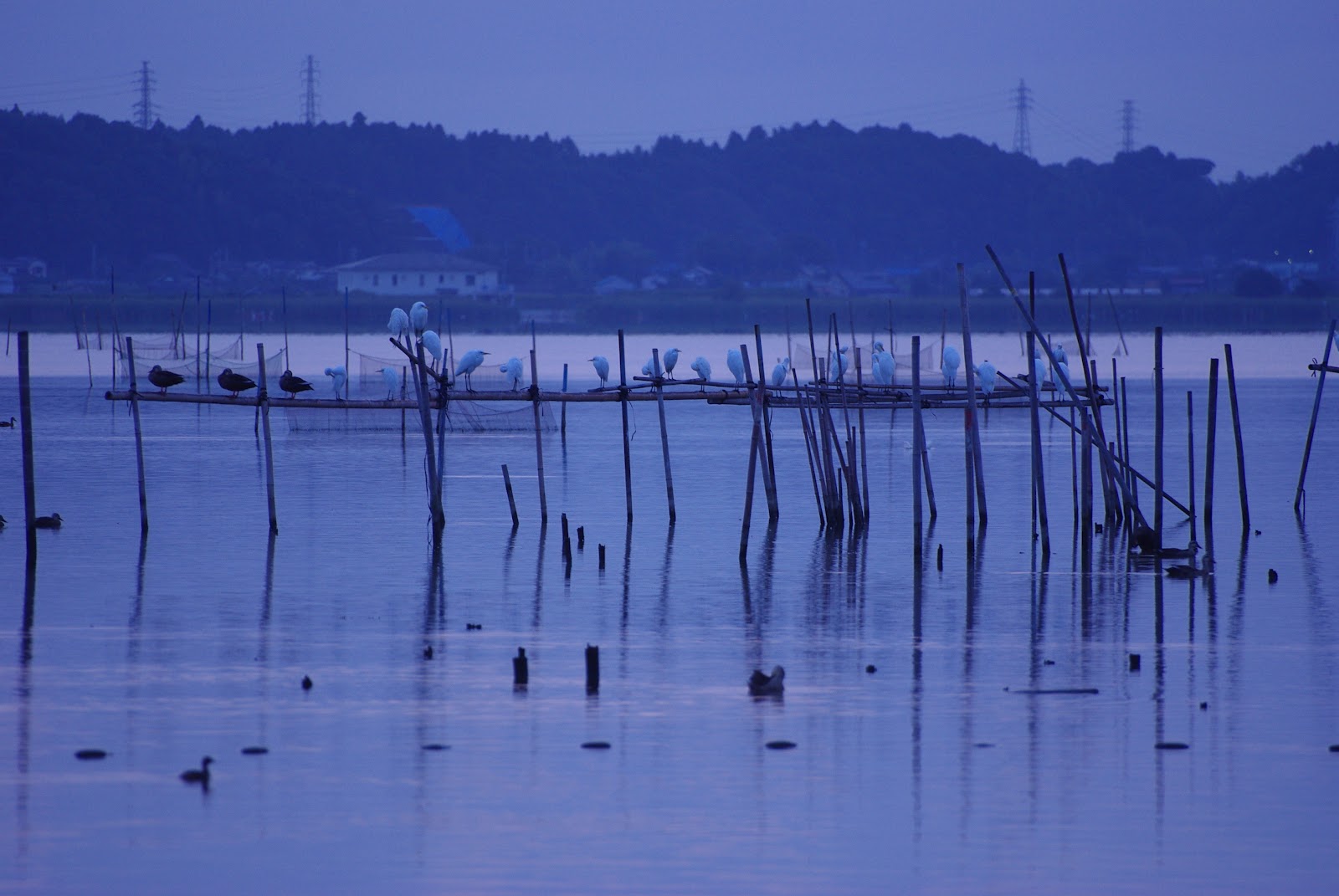 印旛沼周辺を撮っていくブログ Pictures around Inba-numa in Japan: 「印旛沼 湖面に蒼の 空映り」 2012 ...