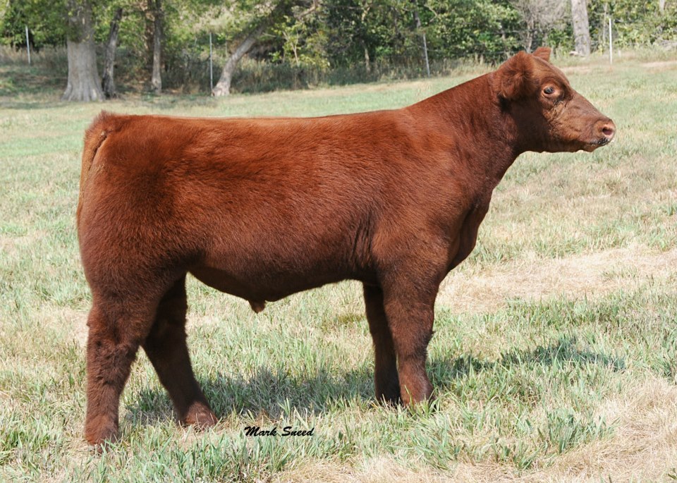 Lautner Farms: Club Calf Paradise - Johnny Walker Red Steer - Sells Sept 16